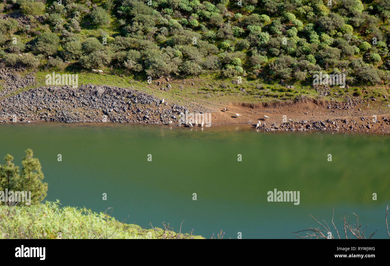 Gran Canaria, February, a flock of sheep going down steep slope to drink from reservoir Presa de ...