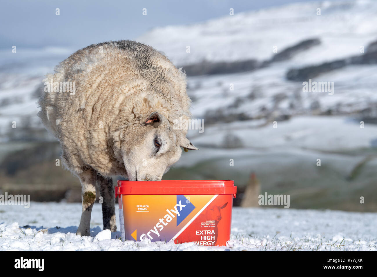 Sheep eating a high energy feed block in winter to help maintain their ...