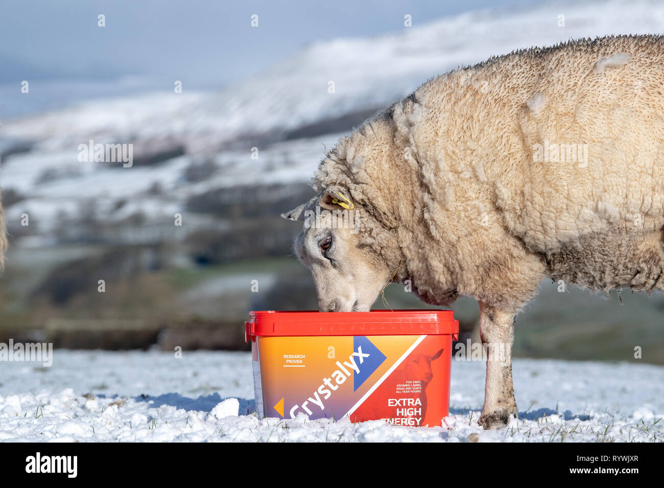 Sheep eating a high energy feed block in winter to help maintain their ...