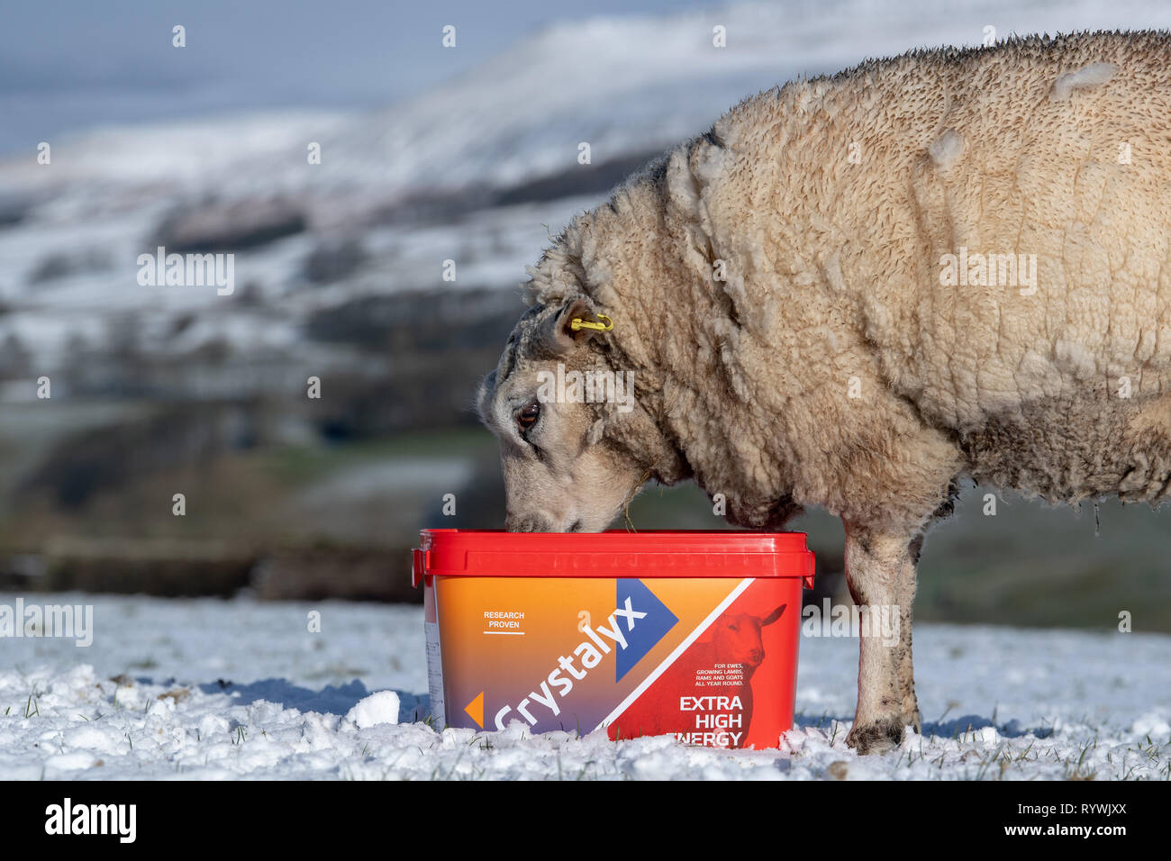 Sheep eating a high energy feed block in winter to help maintain their ...