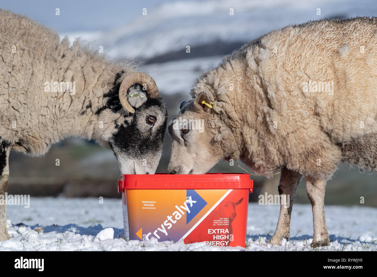 Sheep eating a high energy feed block in winter to help maintain their ...