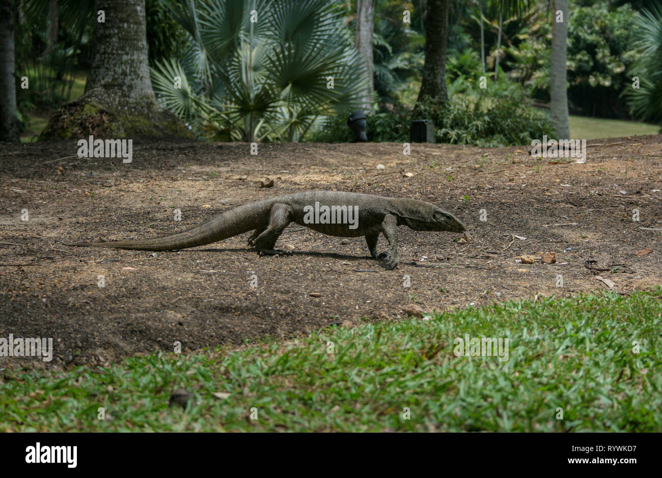 Water monitor lizard at Singapore Botanic Gardens, Singapore Stock ...