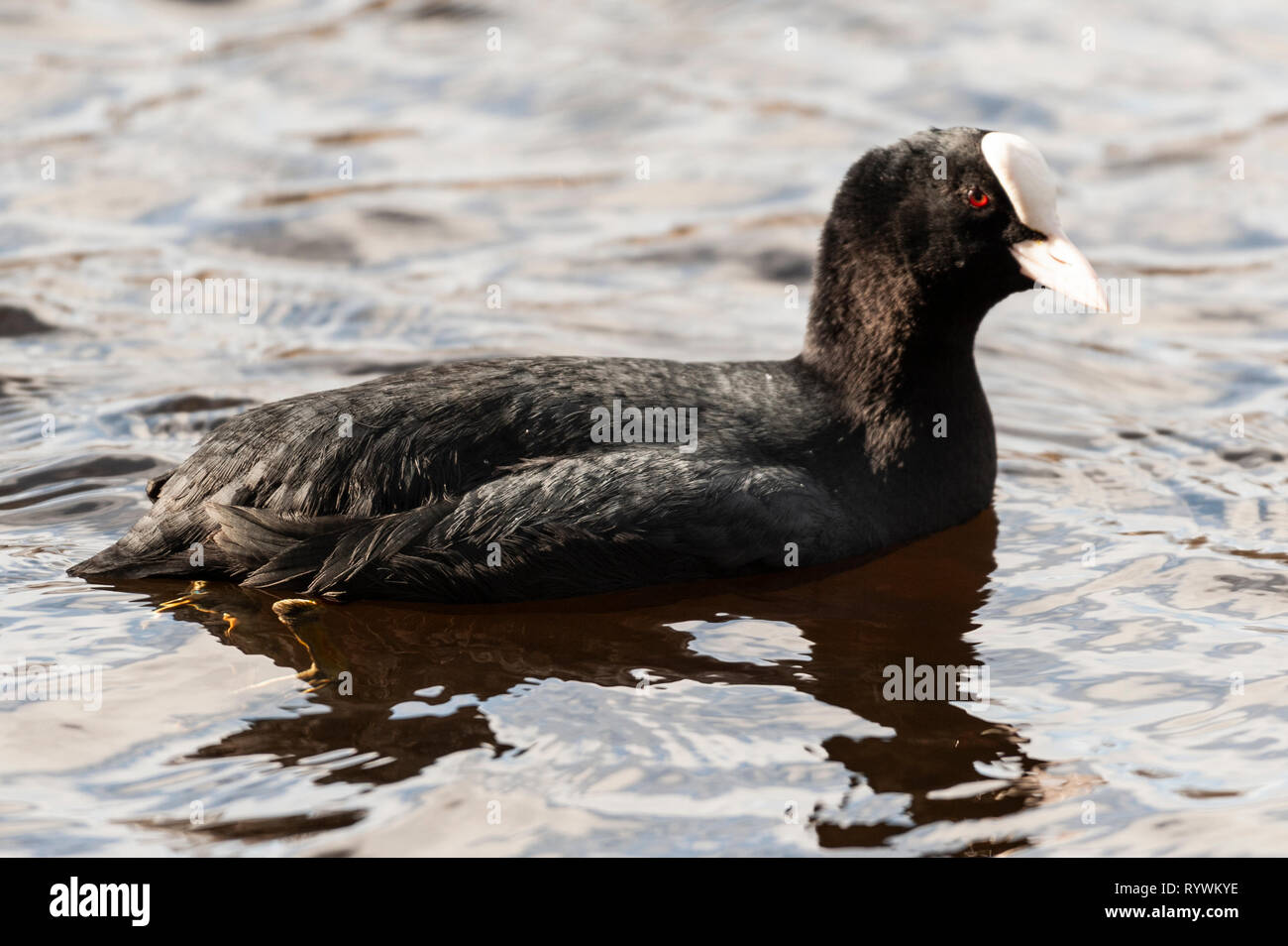 Rubber duck vector hi-res stock photography and images - Alamy