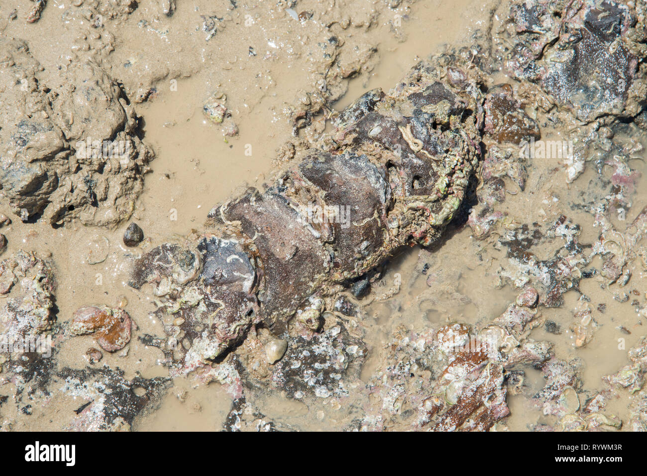 Ichthyosaurus fossil remains on the remote beach at the Casuarina ...