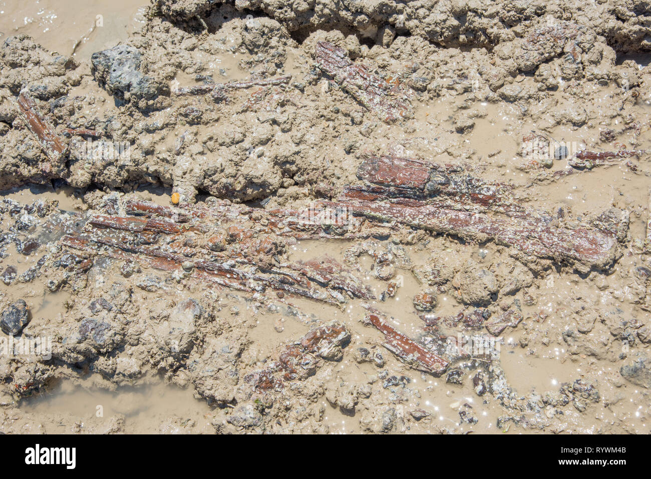 Ichthyosaurus fossil remains on the remote beach at the Casuarina ...