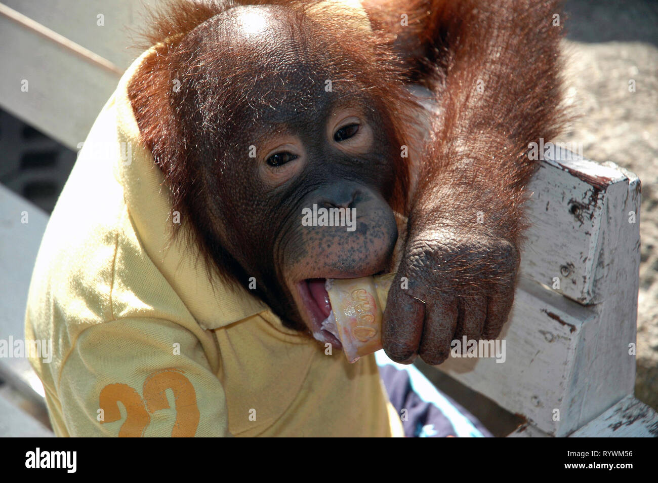 Picture orangutan hi-res stock photography and images - Alamy