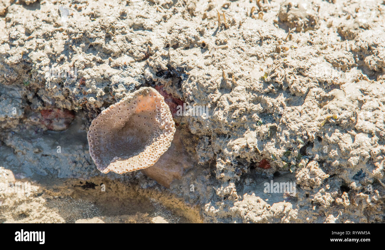 Isolated coral growing on the rocky fringe reef during low tide at the ...