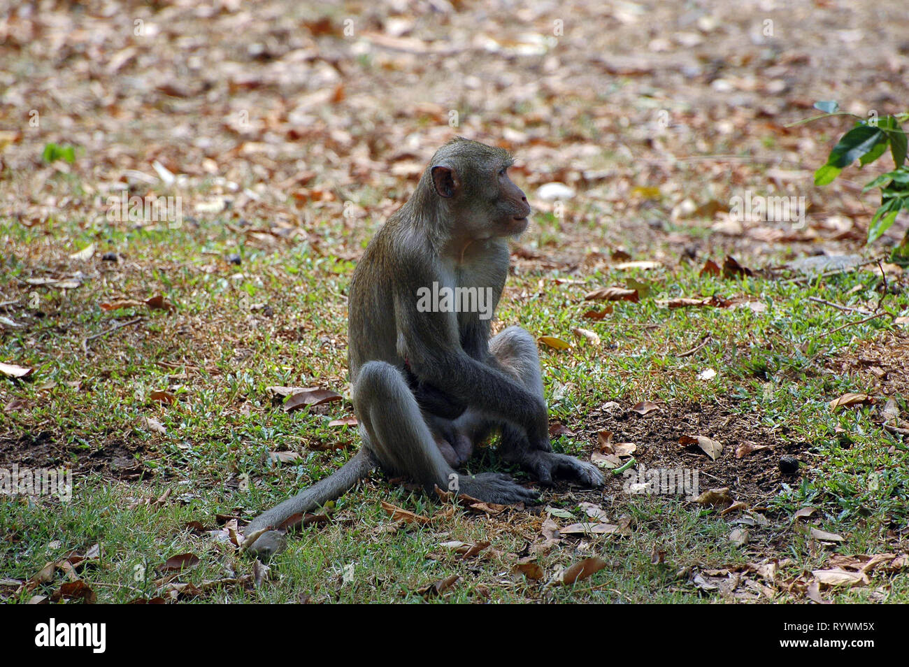 Primates family hi-res stock photography and images - Alamy
