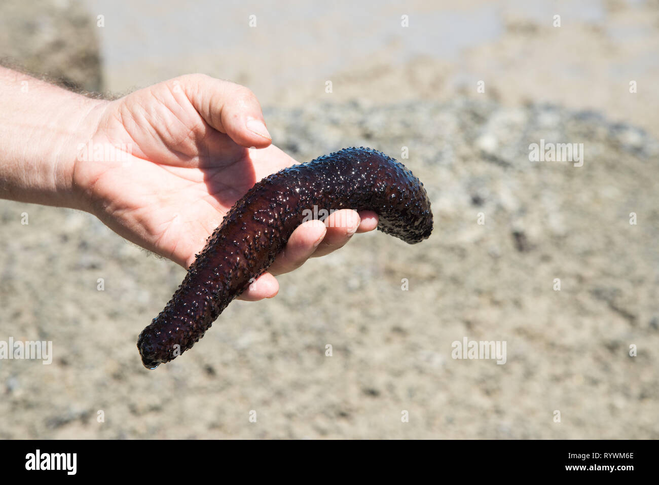 Sea cucumber hi-res stock photography and images - Alamy