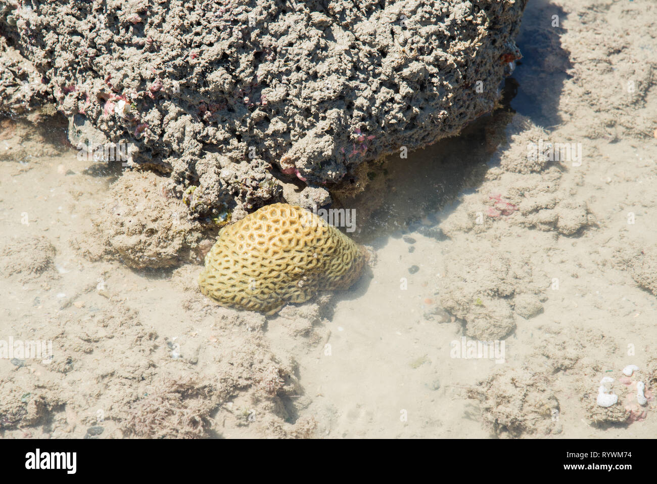 Natural coral in the shallow low tide pools at the Casuarina Coastal ...