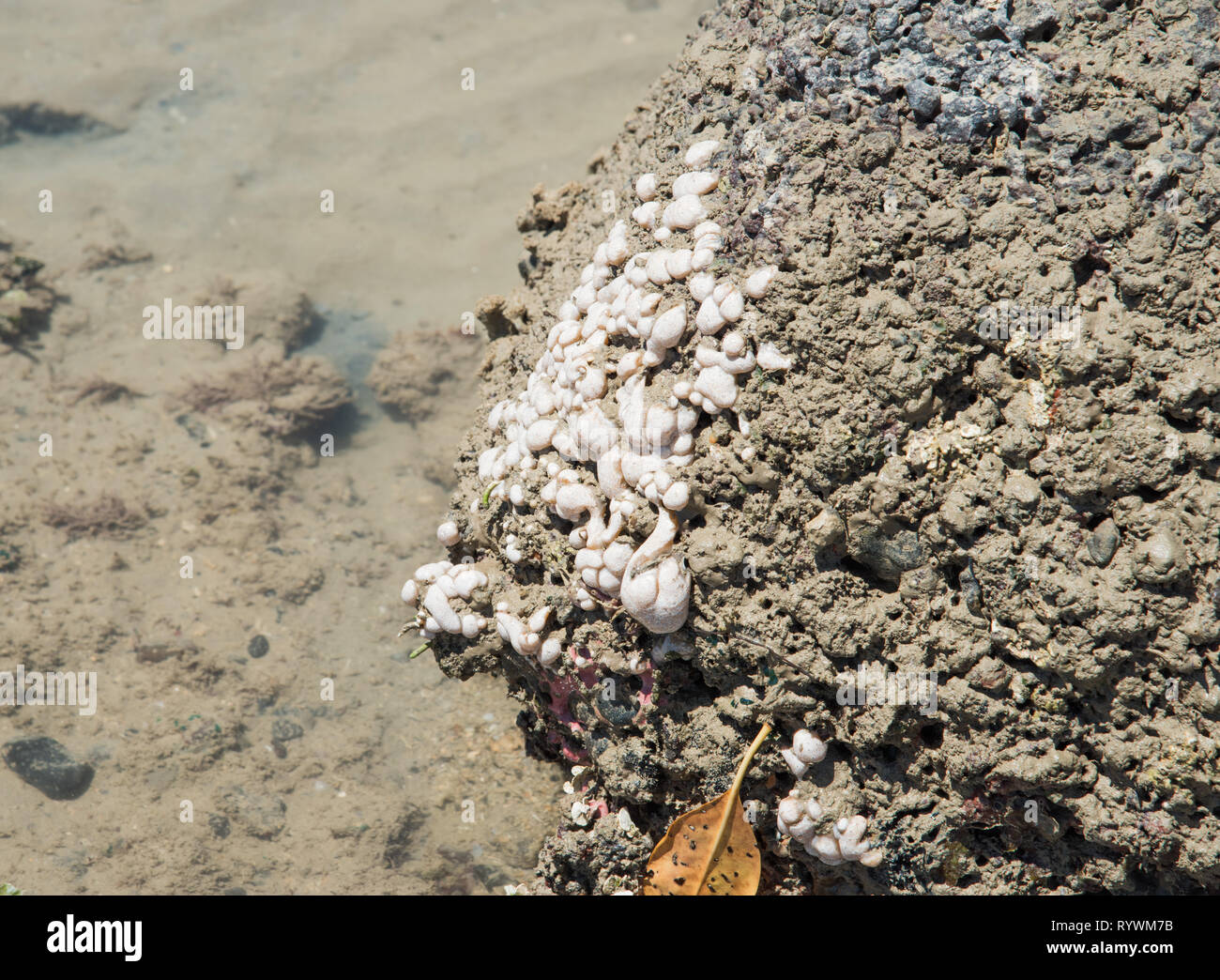 Casuarina coastal reserve hi-res stock photography and images - Alamy
