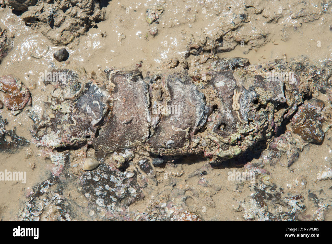Ichthyosaurus fossil remains on the remote beach at the Casuarina ...