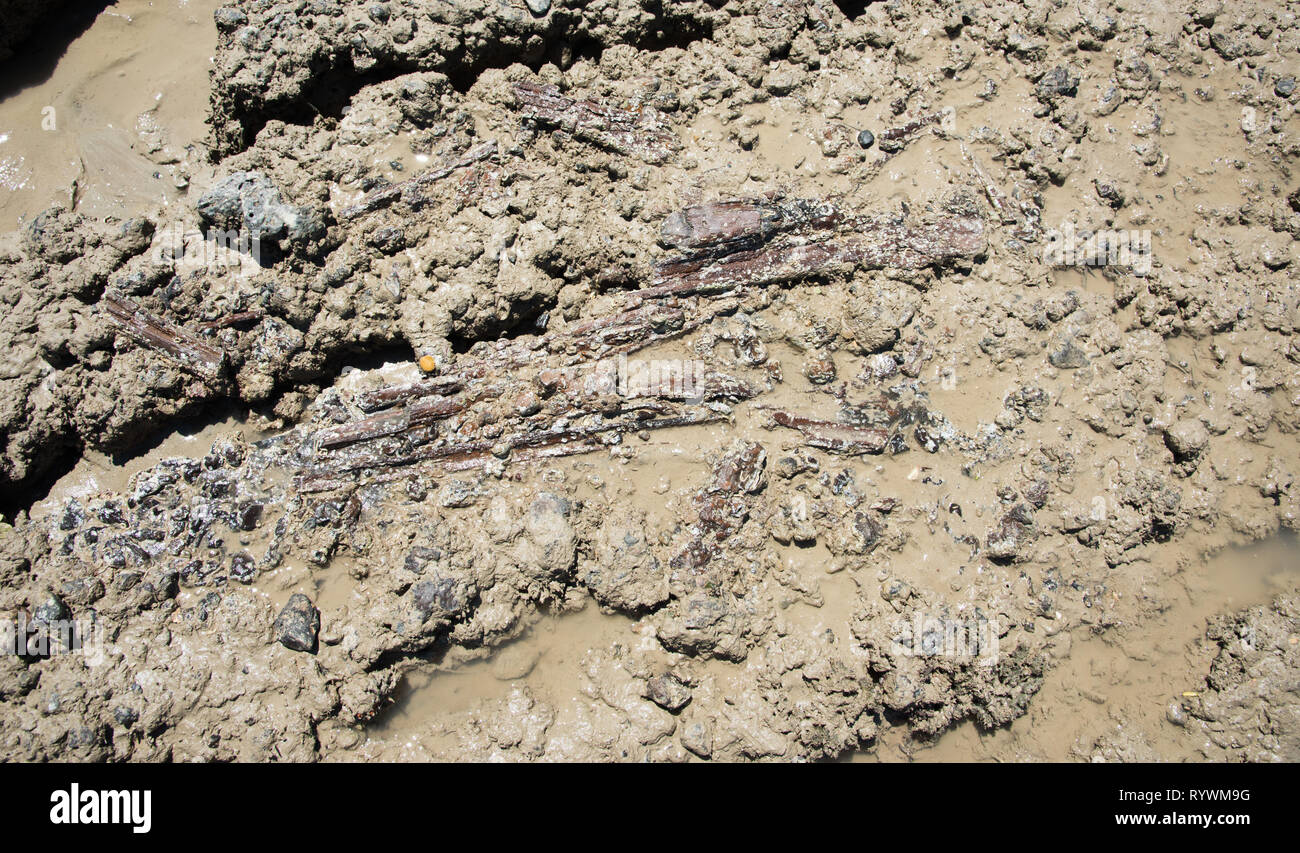 Ichthyosaurus fossil remains on the remote beach at the Casuarina ...
