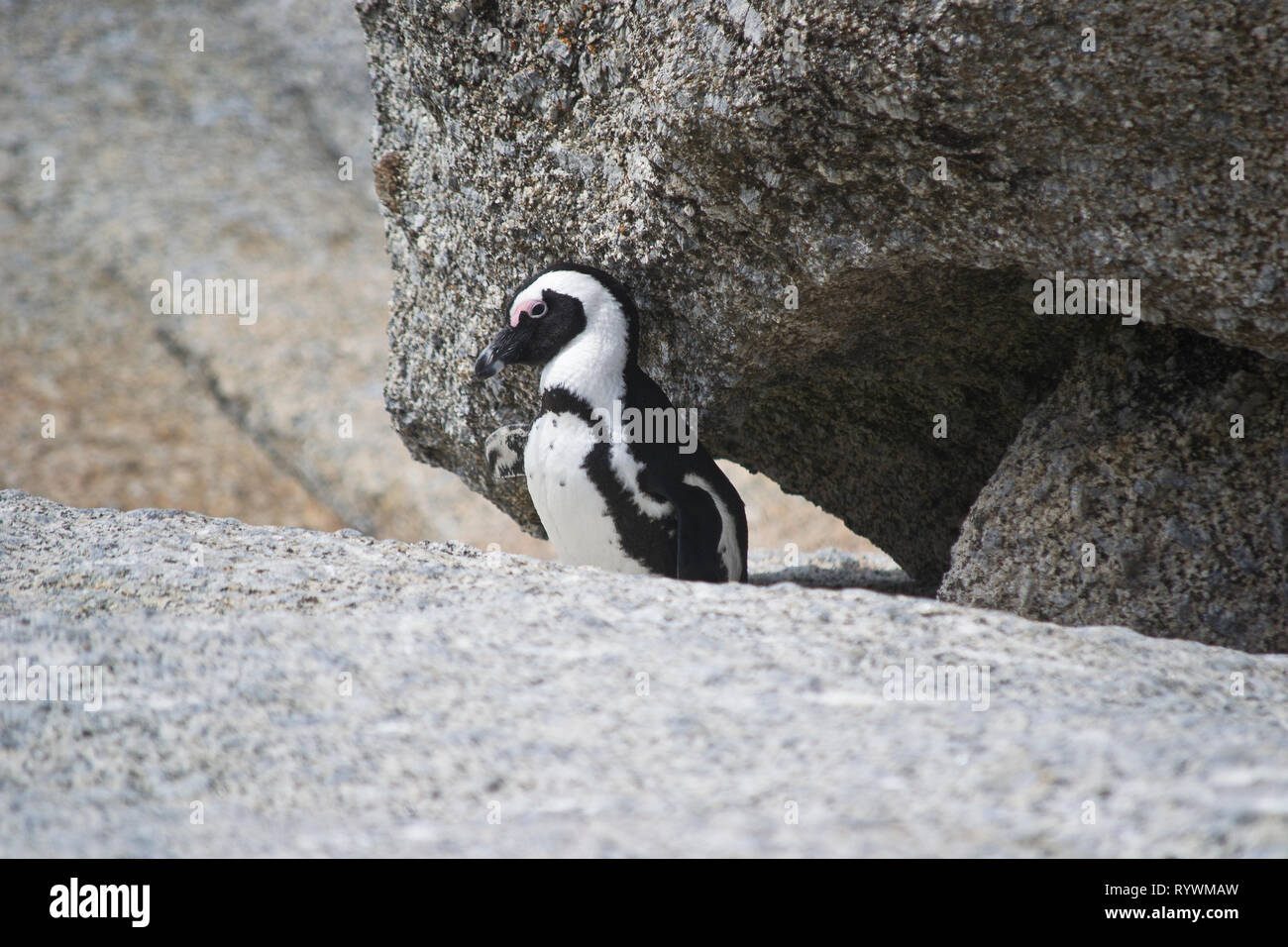 Penguin shelter hi-res stock photography and images - Alamy