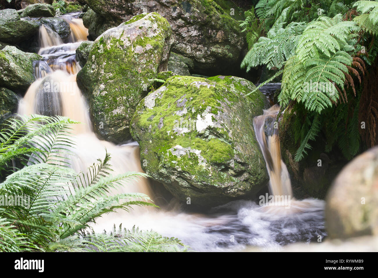 Rejevenate hi-res stock photography and images - Alamy