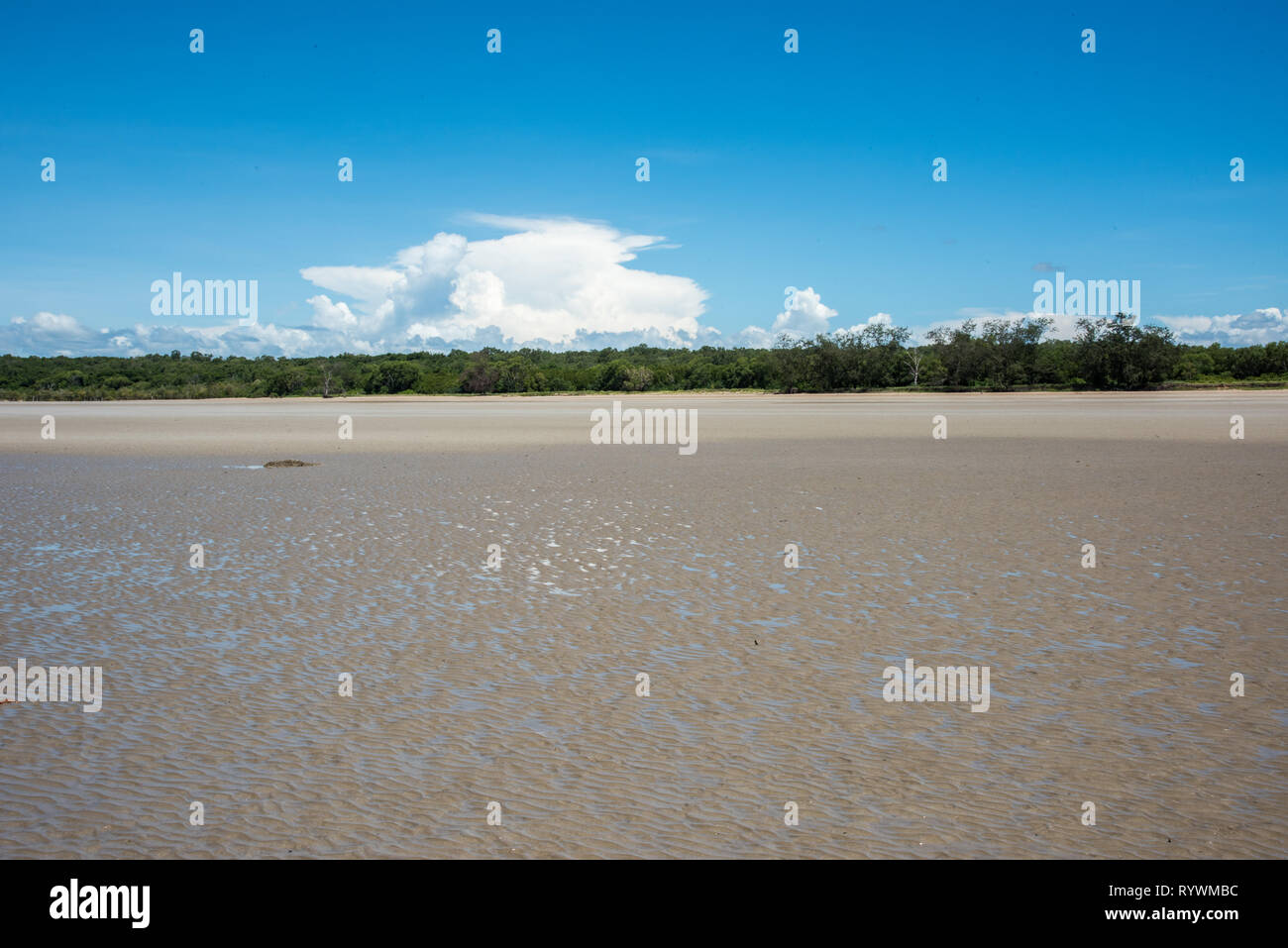 Native greenery bordering the Casuarina Beach in the Northern Territory ...