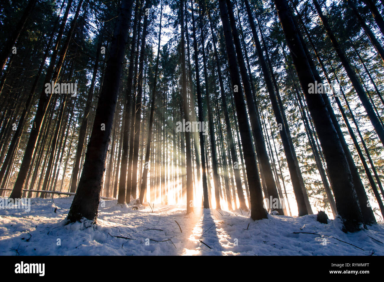 Sunset in the wood in the winter period: Sunbeam and shadows Stock ...