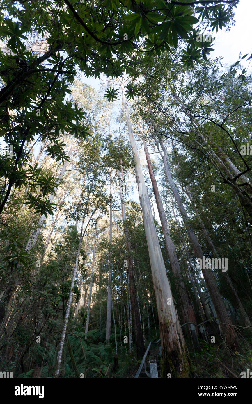 Eucalyptus Australia Leaves Stock Photos & Eucalyptus Australia Leaves ...