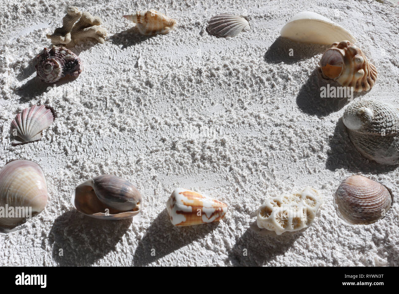 White shells on sand hi-res stock photography and images - Alamy
