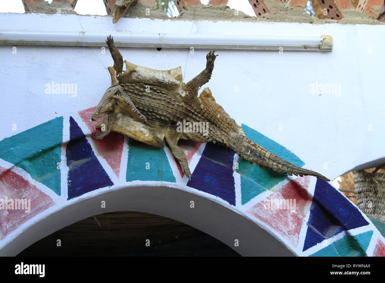 Small taxidermic crocodile hanging on a wall in a Nubian House, Nubian ...