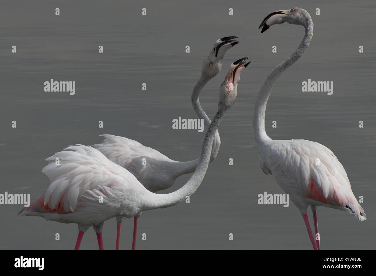 Three flamingos fighting at the Ras Al Khor Wildlife Sanctuary in Dubai ...