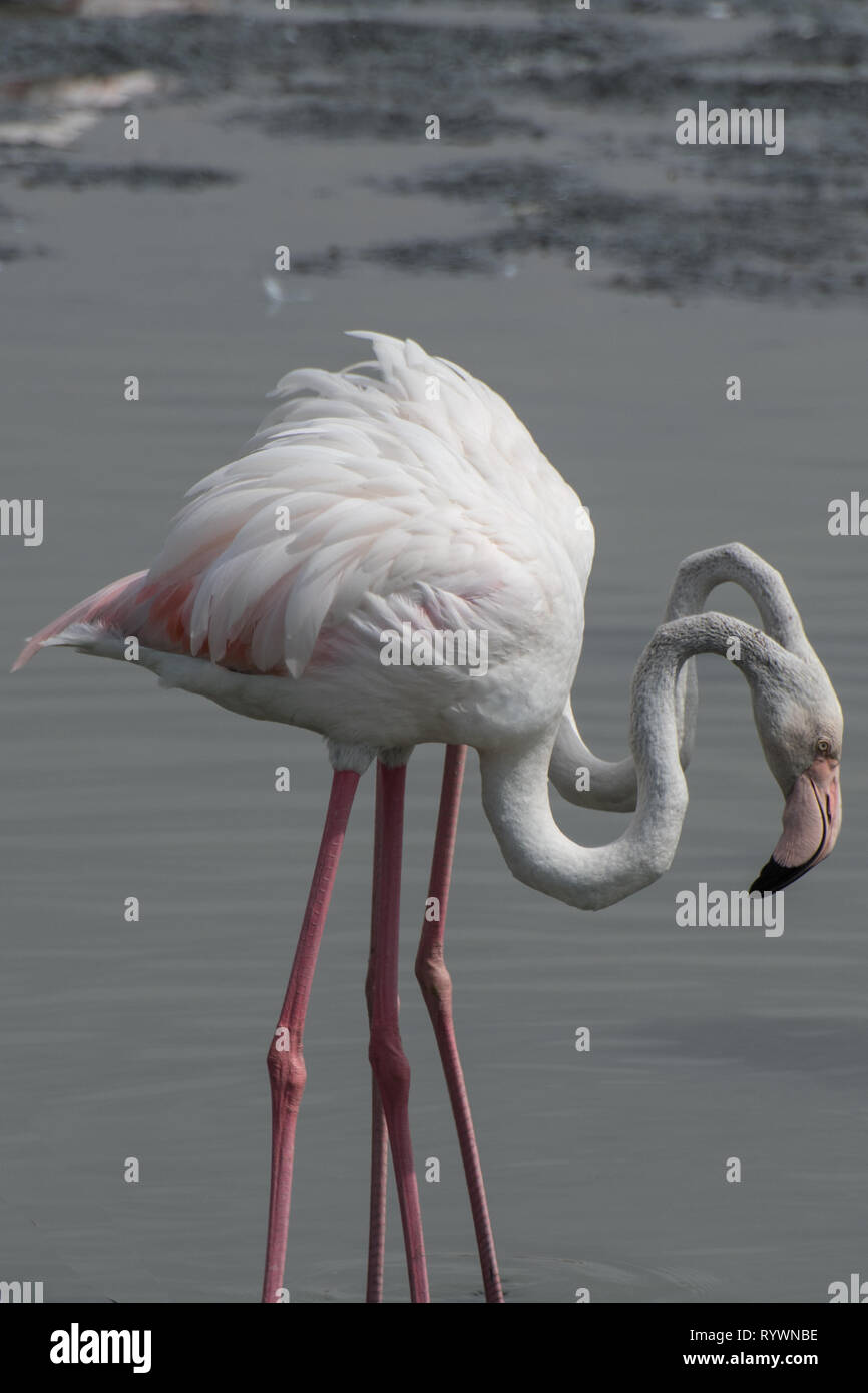 Two flamingos side by side at the Ras Al Khor Wildlife Sanctuary in ...