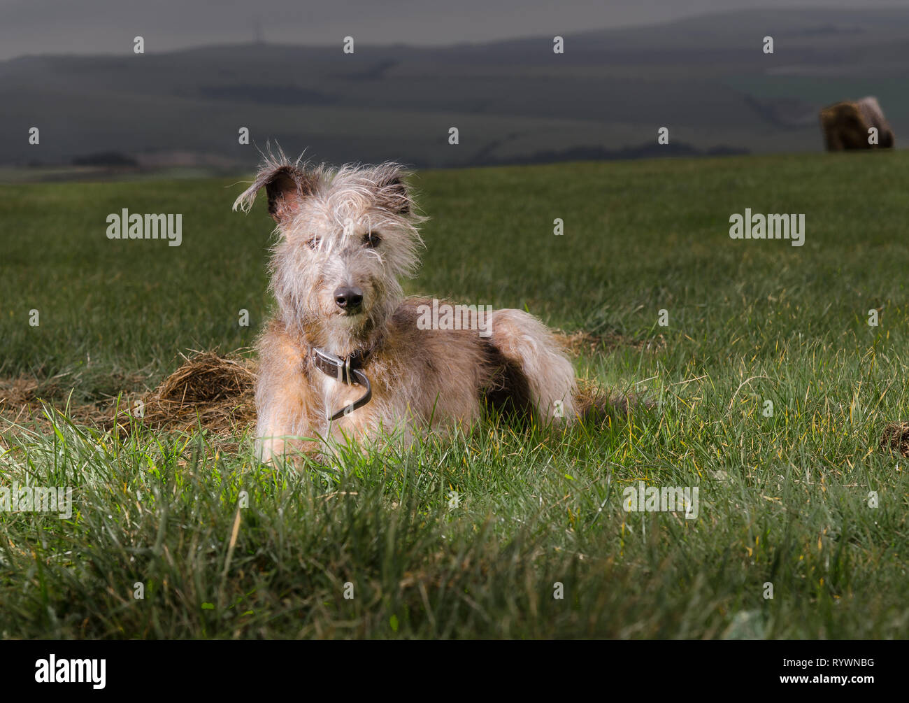 Bedlingham lurcher hunting dog hi-res stock photography and images - Alamy