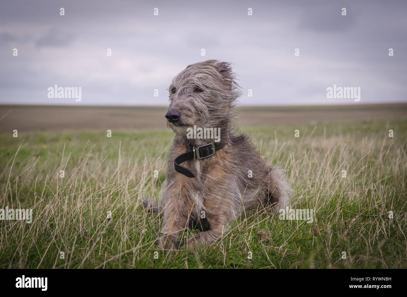 Bedlingham lurcher hunting dog hi-res stock photography and images - Alamy