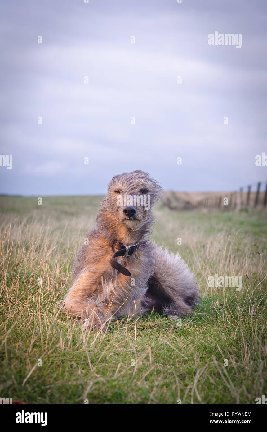 Bedlingham lurcher hunting dog hi-res stock photography and images - Alamy