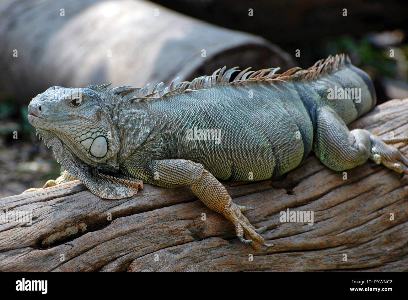 Iguania of thailand hi-res stock photography and images - Alamy