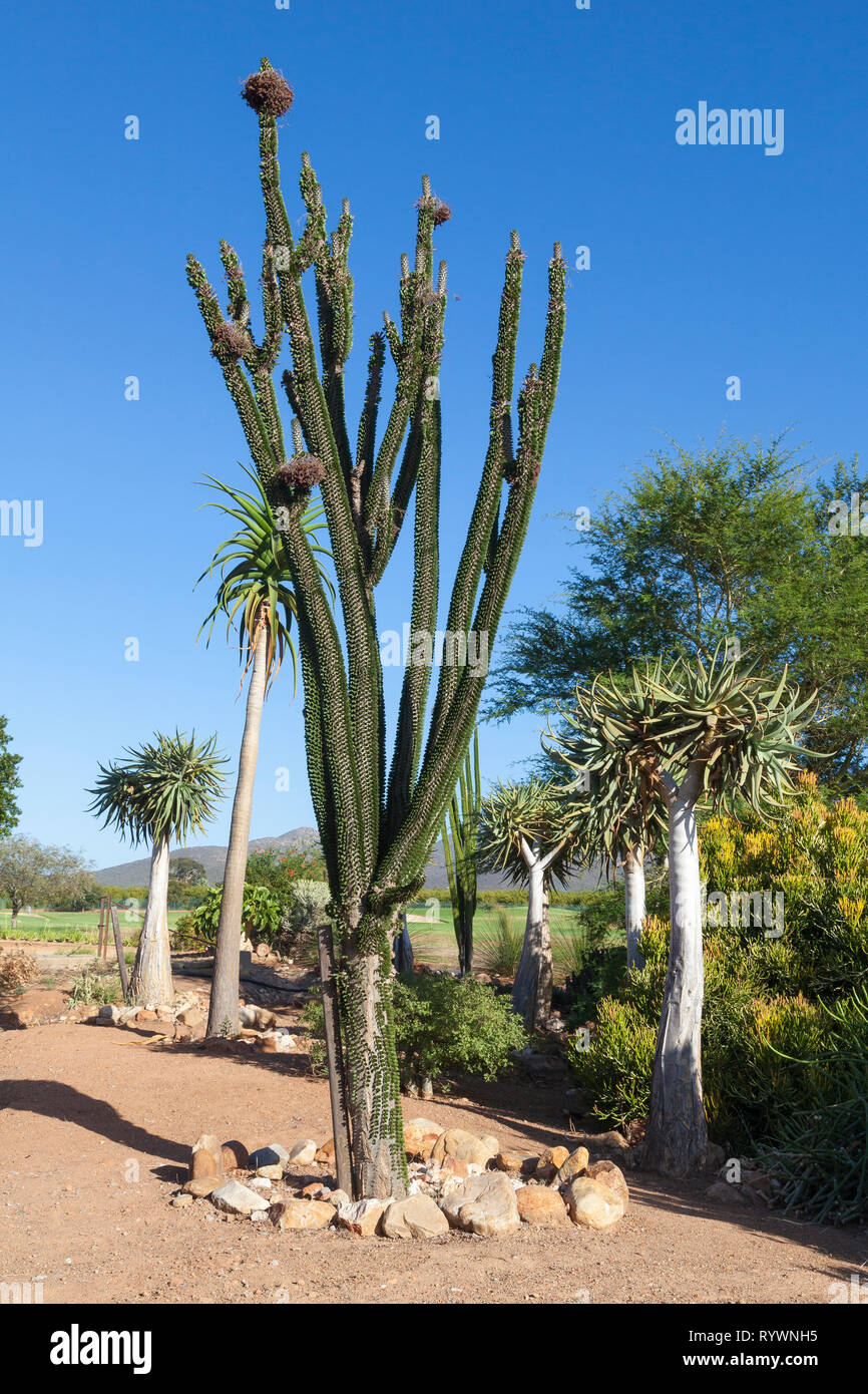 Madagascar ocotillo hi-res stock photography and images - Alamy