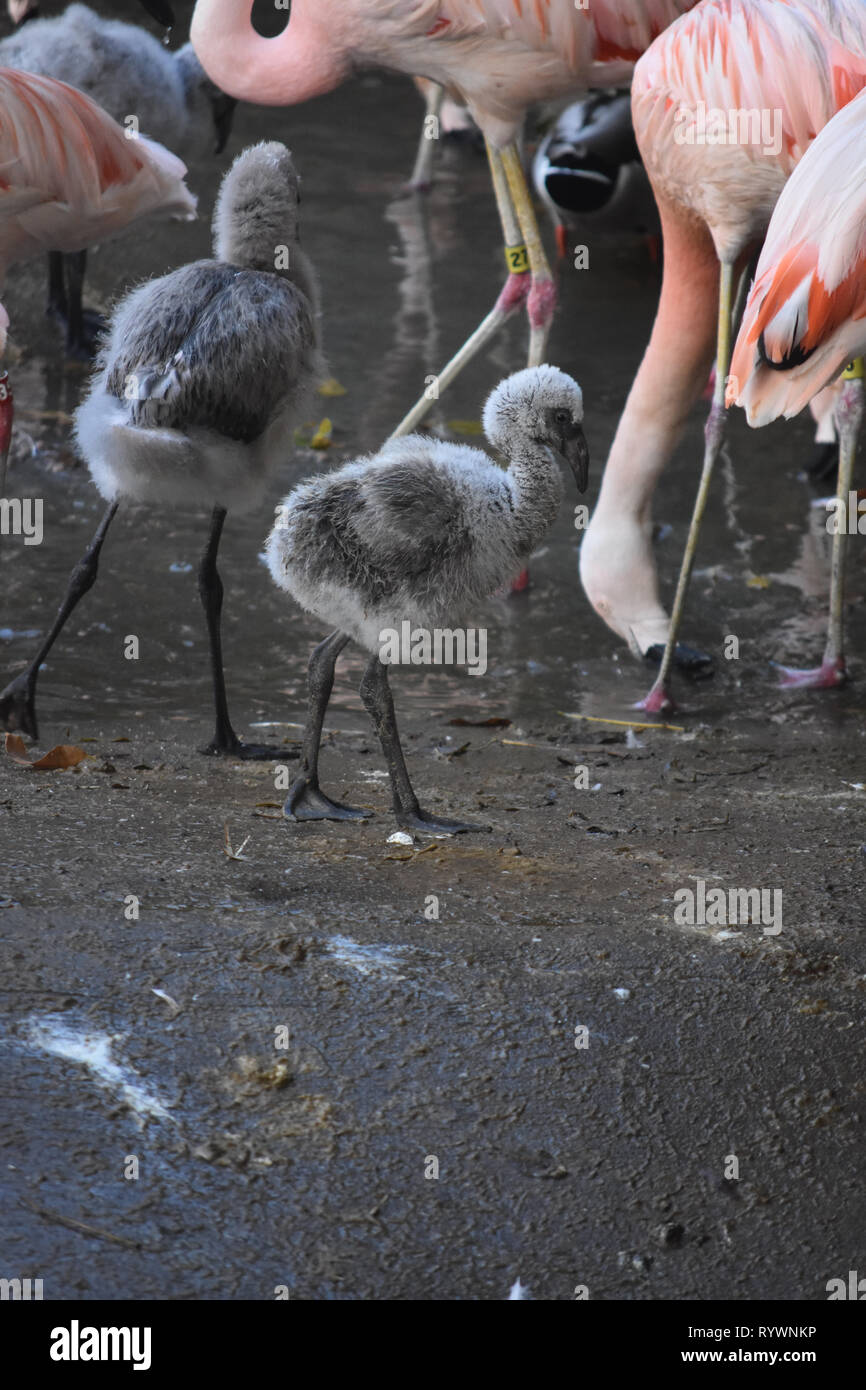 Cute fluffy baby flamingos next ot adult pink flamingos Stock Photo - Alamy