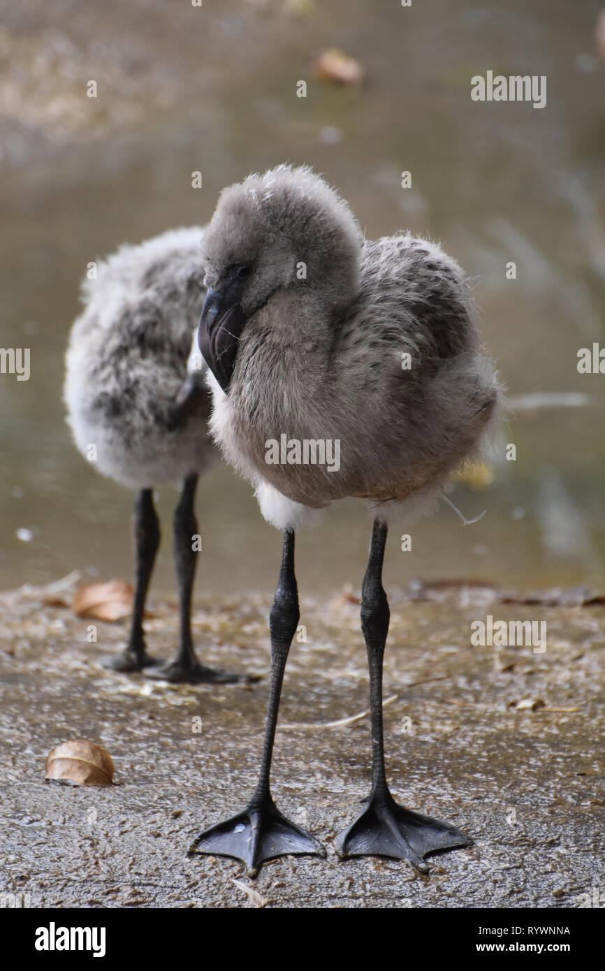 A group of little baby flamingos around a watering whole Stock Photo ...