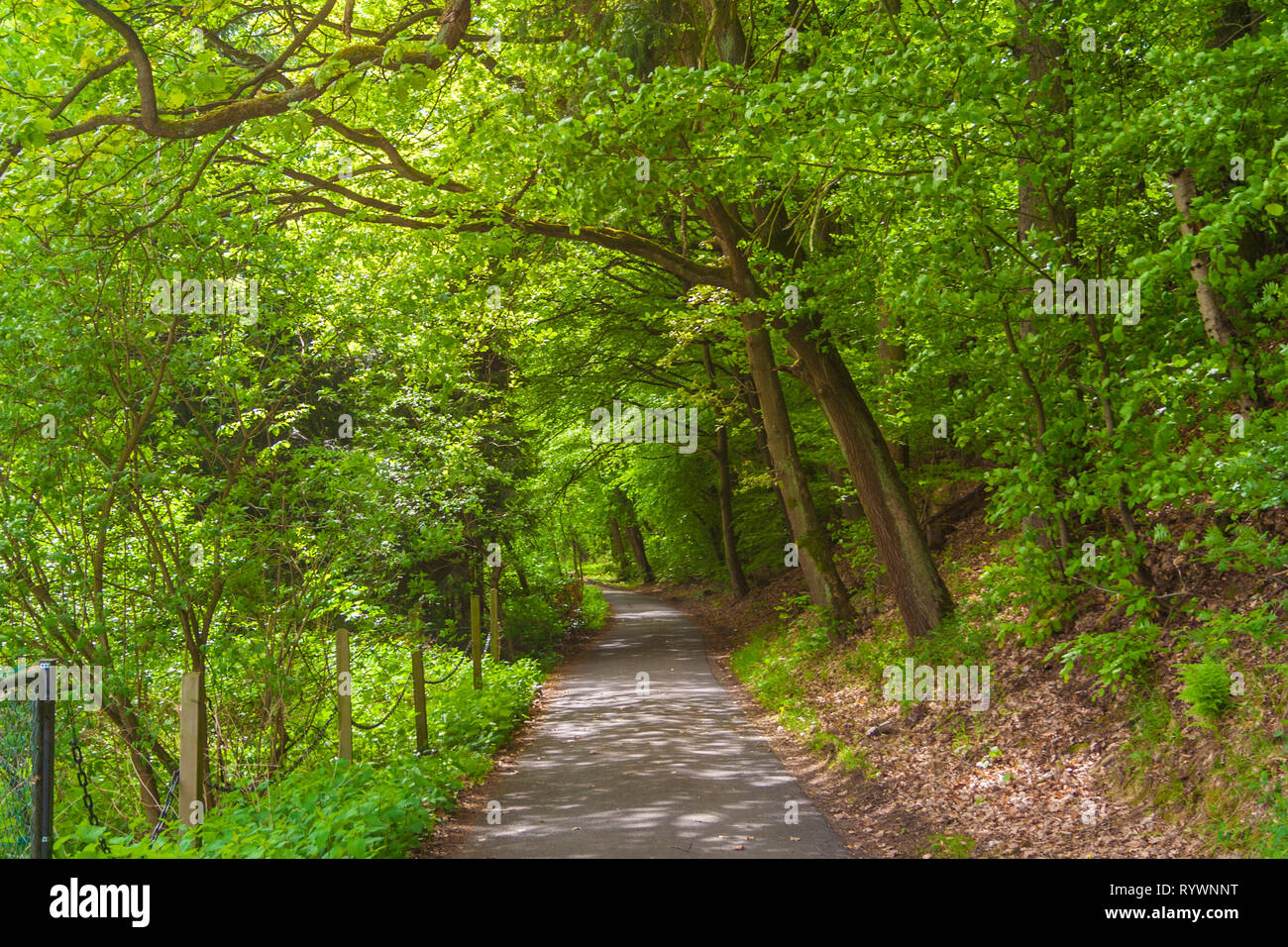 An asphalt paved road leading to a forest. On the right side trees are ...
