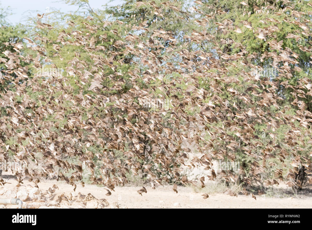Flock of Red-billed Quelea, Red-billed Weaver, Red-billed Dioch (Quelea ...