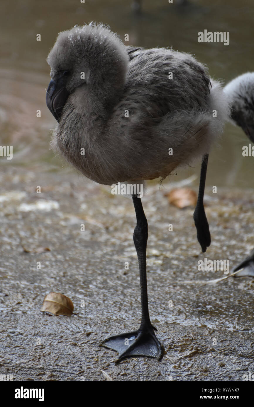 Flamingo hatchling hi-res stock photography and images - Alamy
