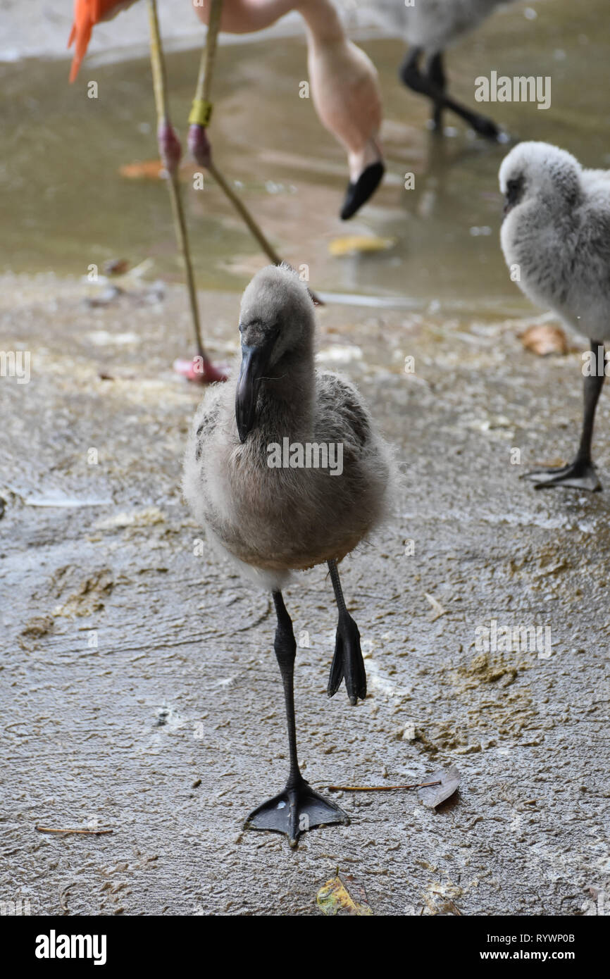 Flamingo hatchling hi-res stock photography and images - Alamy