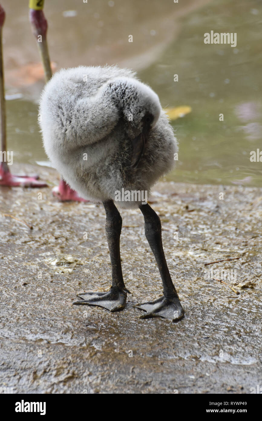 Adorable little flamingo itching its feathers with its beak Stock Photo ...