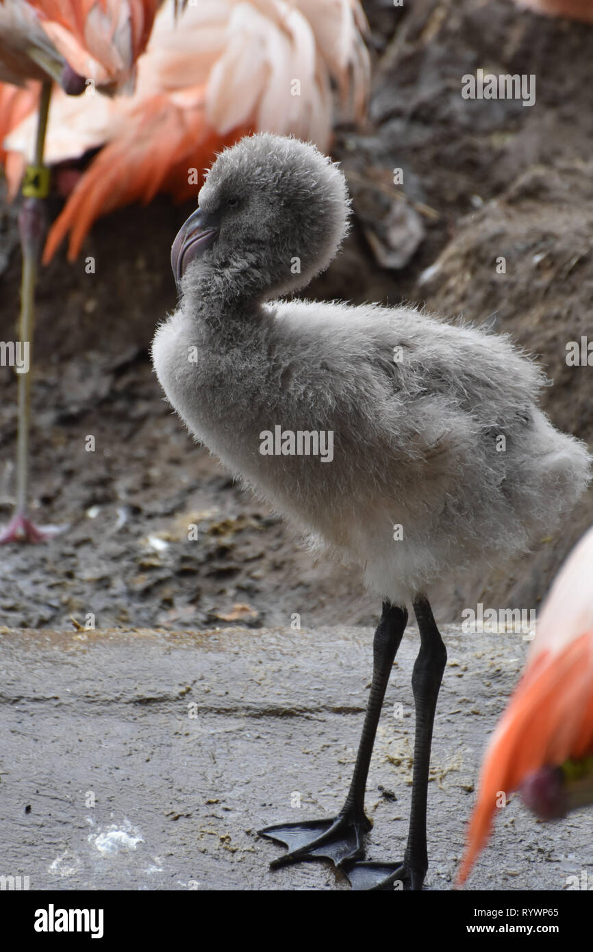 Flamingo hatchling hi-res stock photography and images - Alamy