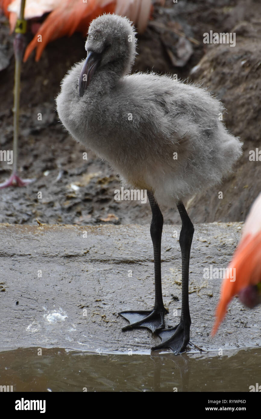 Flamingo hatchling hi-res stock photography and images - Alamy