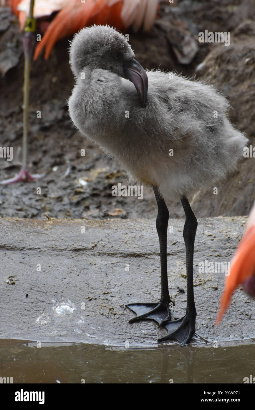 Flamingo hatchling hi-res stock photography and images - Alamy