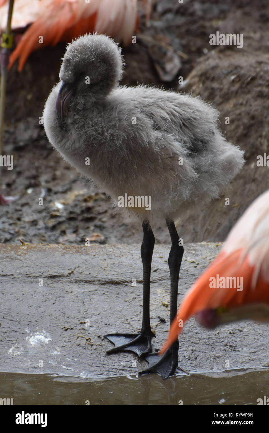 Baby flamingo hi-res stock photography and images - Alamy