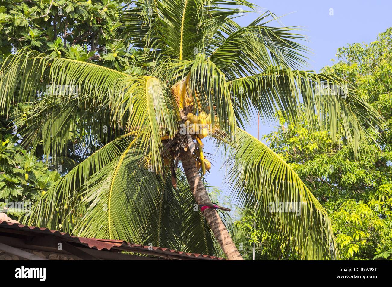 Isolated palm tree with coconuts (Ari Atoll, Maldives Stock Photo - Alamy
