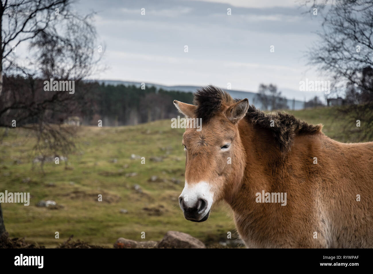 Wild Horses Scotland High Resolution Stock Photography and Images - Alamy