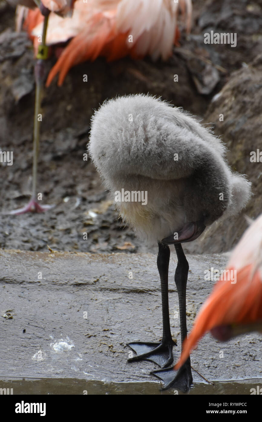 Greater flamingo baby hi-res stock photography and images - Alamy