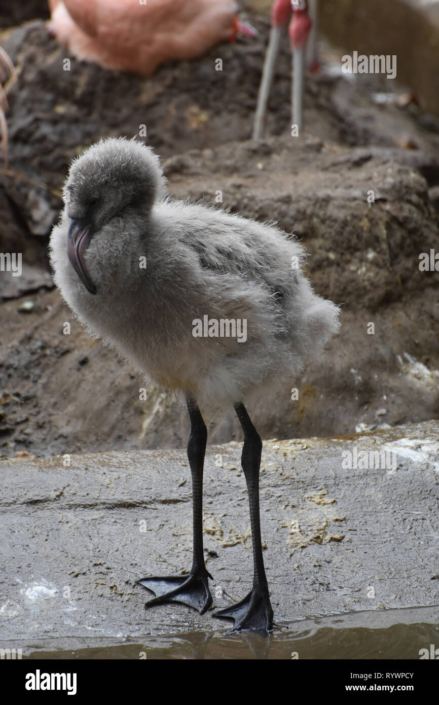 Flamingo hatchling hi-res stock photography and images - Alamy