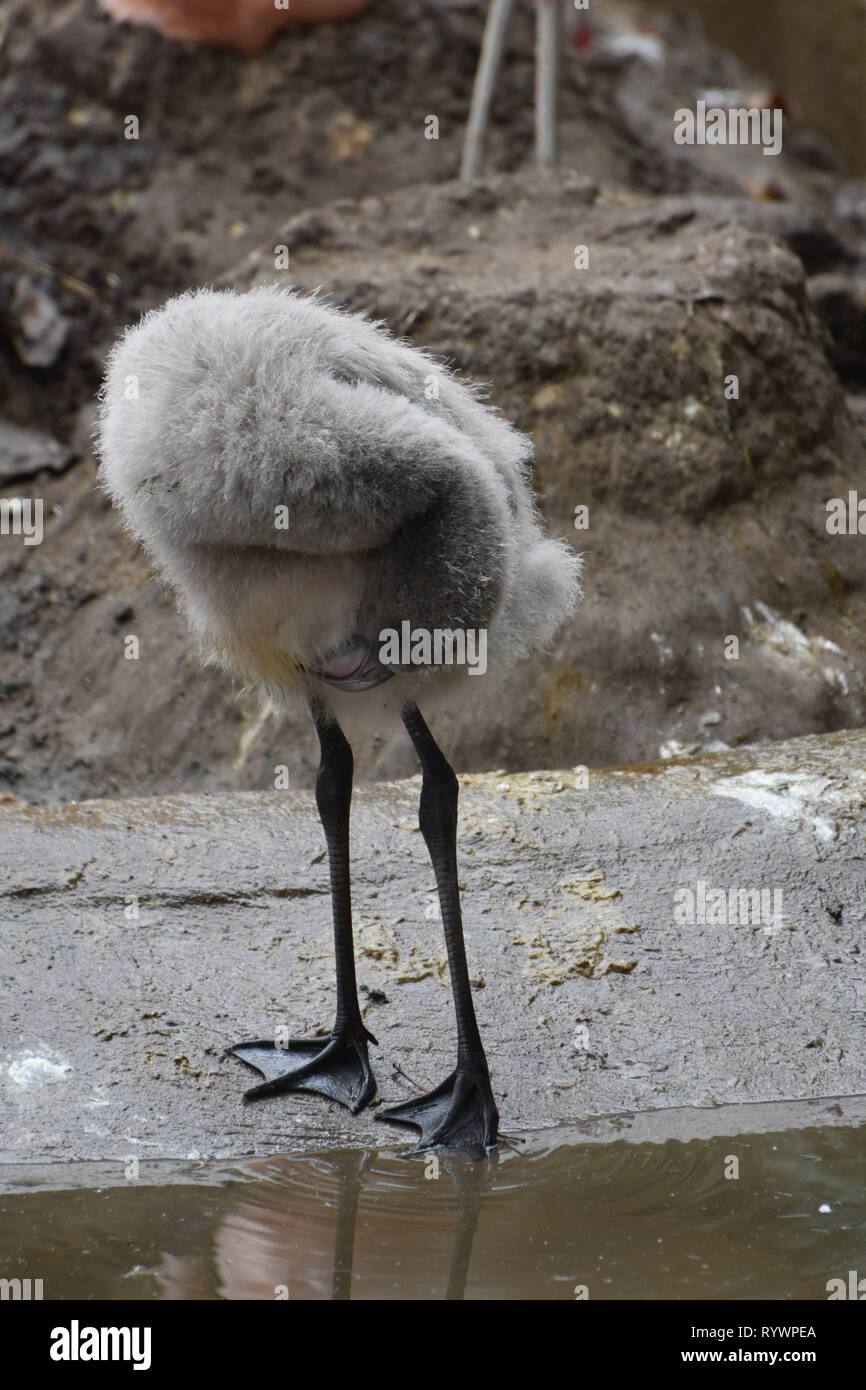 Flamingo baby itching itself with its head upside down Stock Photo - Alamy