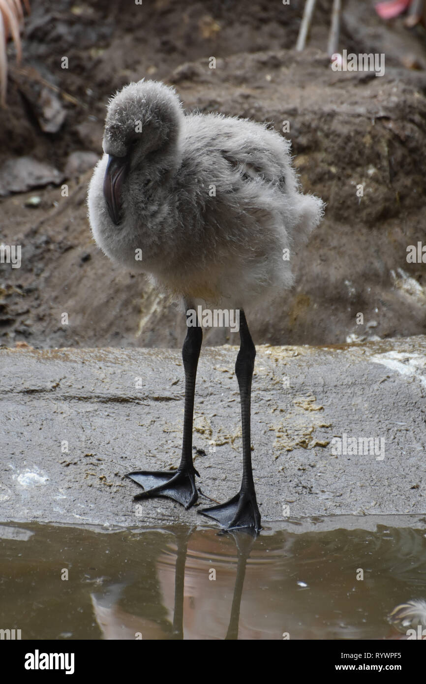 Flamingo Feet High Resolution Stock Photography and Images - Alamy