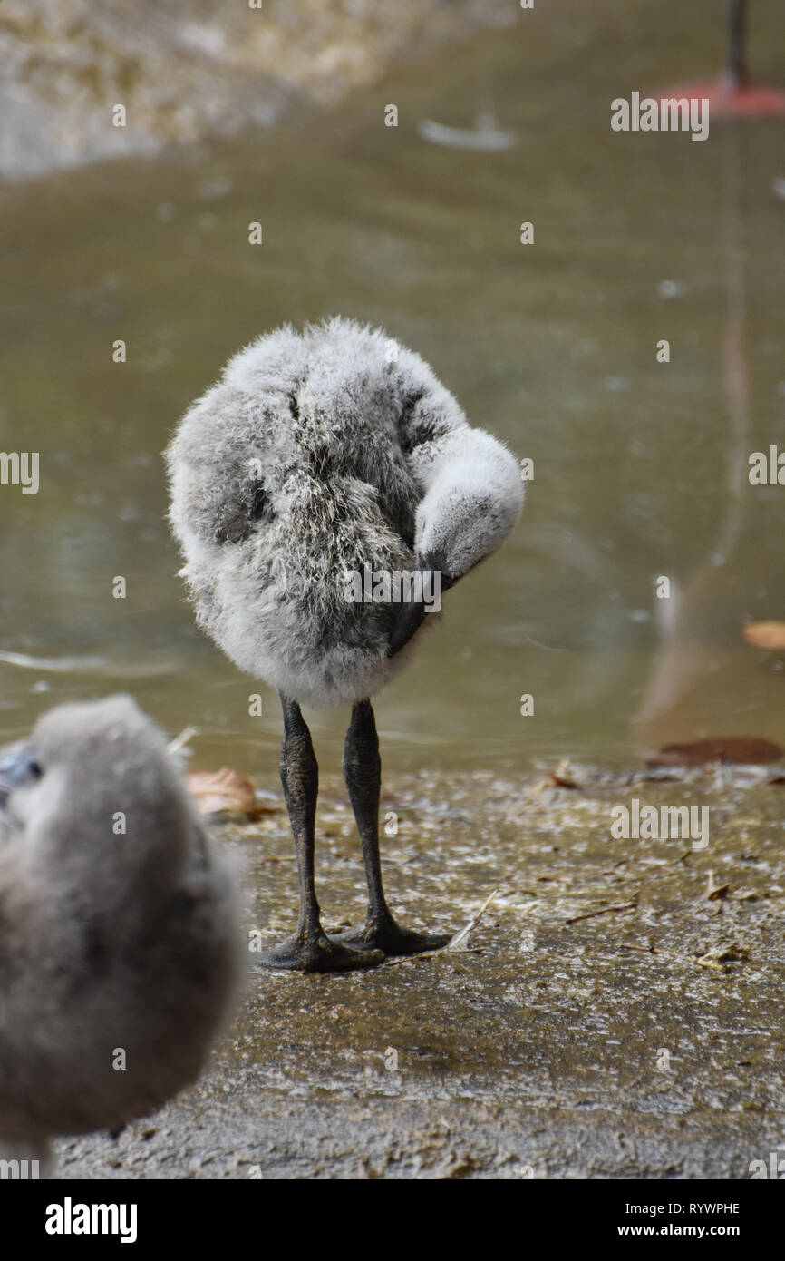Flamingo itching itself hi-res stock photography and images - Alamy