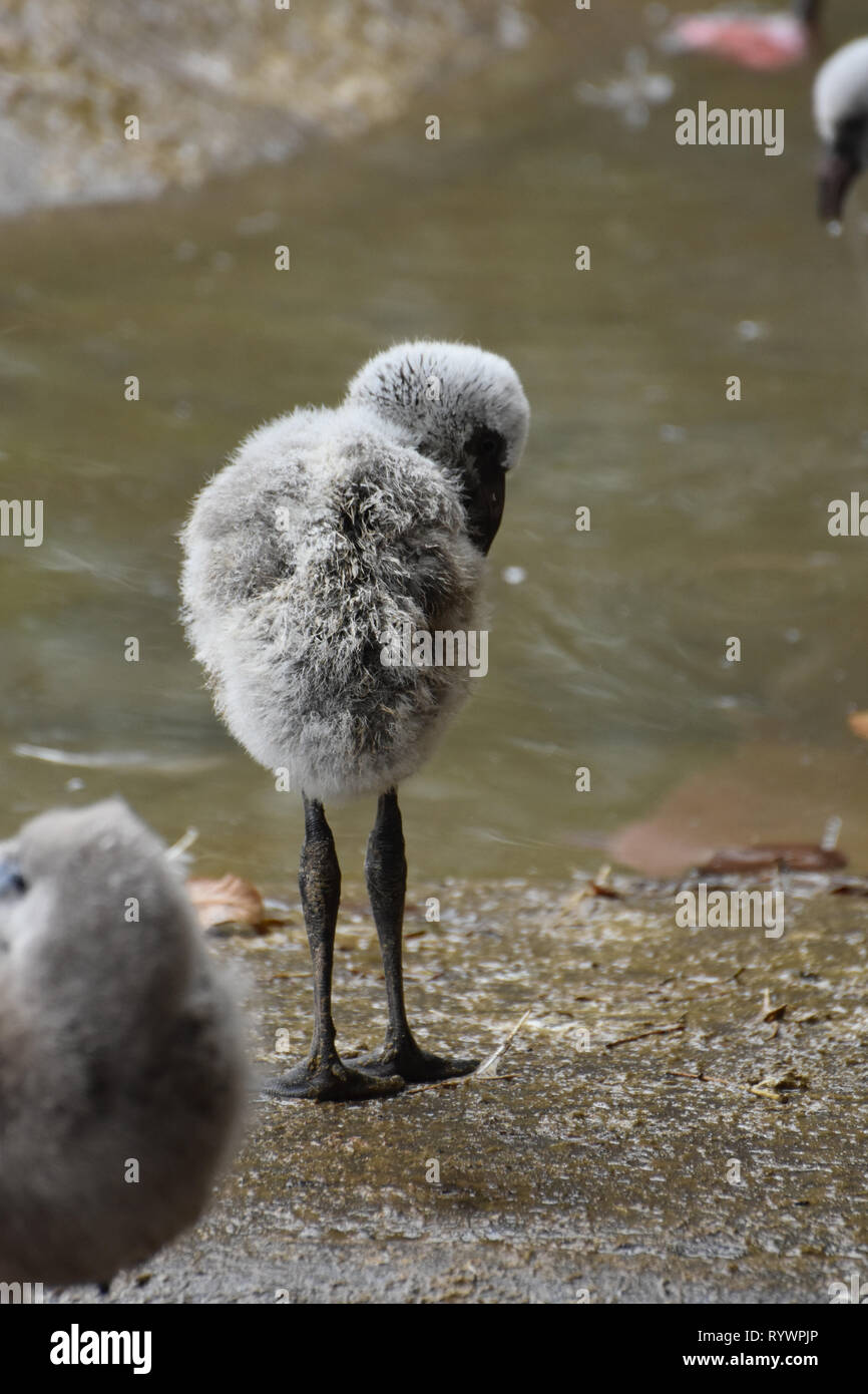 Flamingo Hatchling High Resolution Stock Photography and Images - Alamy